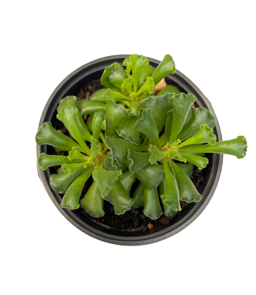 Crinkle Leaf / Key Lime Pie Succulent 6" Potted Plant – OMG Asheville