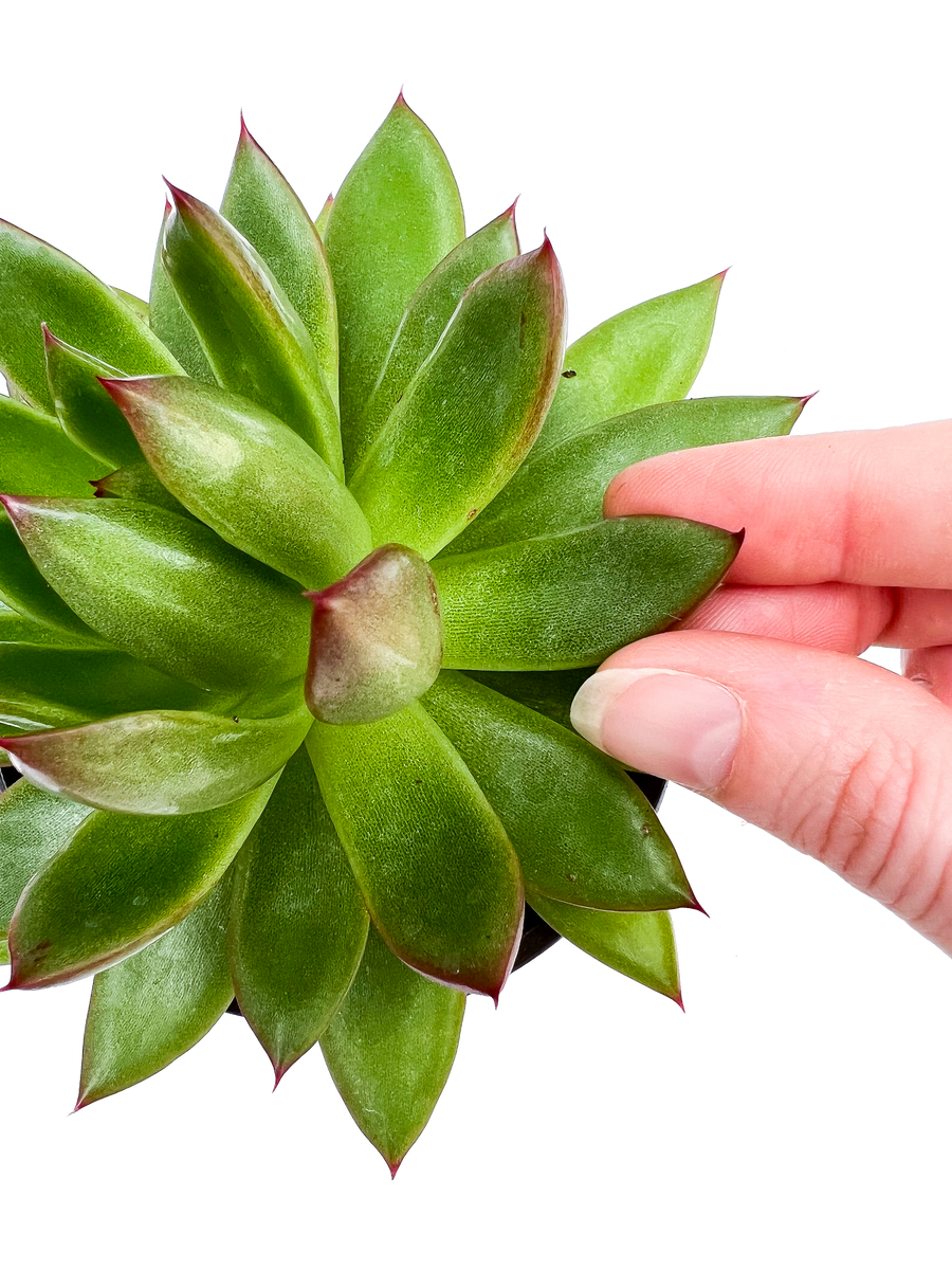 Lipstick Echeveria 4" Potted Succulent Plant – OMG Asheville